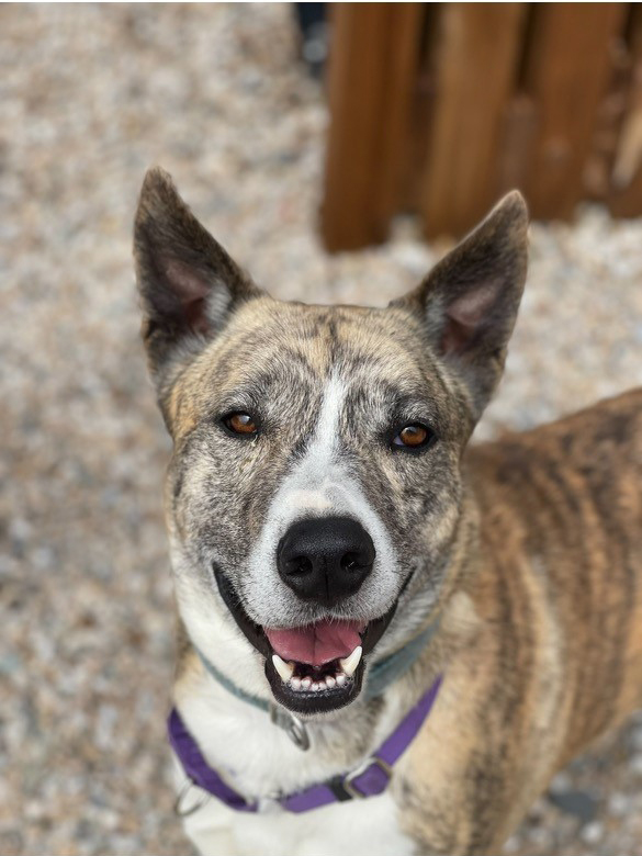 These Dogs at Middlebury Rescue That Is Closing Need Homes – NBC ...