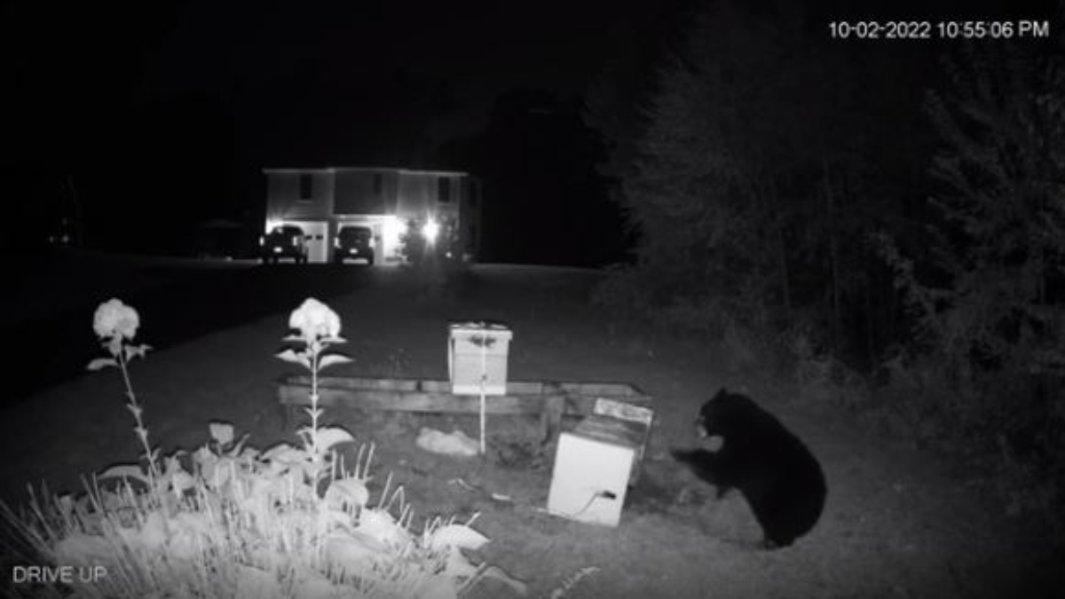 Bear Battles Bees For Honey in Somers, CT – NBC Connecticut