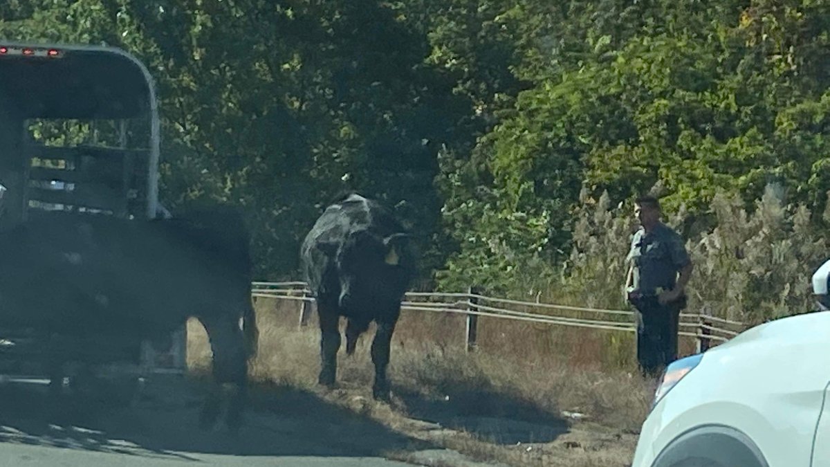 Cows on the Loose on I-84 in Vernon – NBC Connecticut