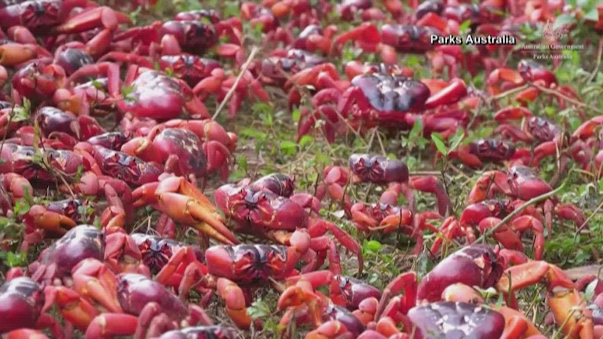 See Waves of Red Crabs Making Their Christmas Island Migration – NBC ...