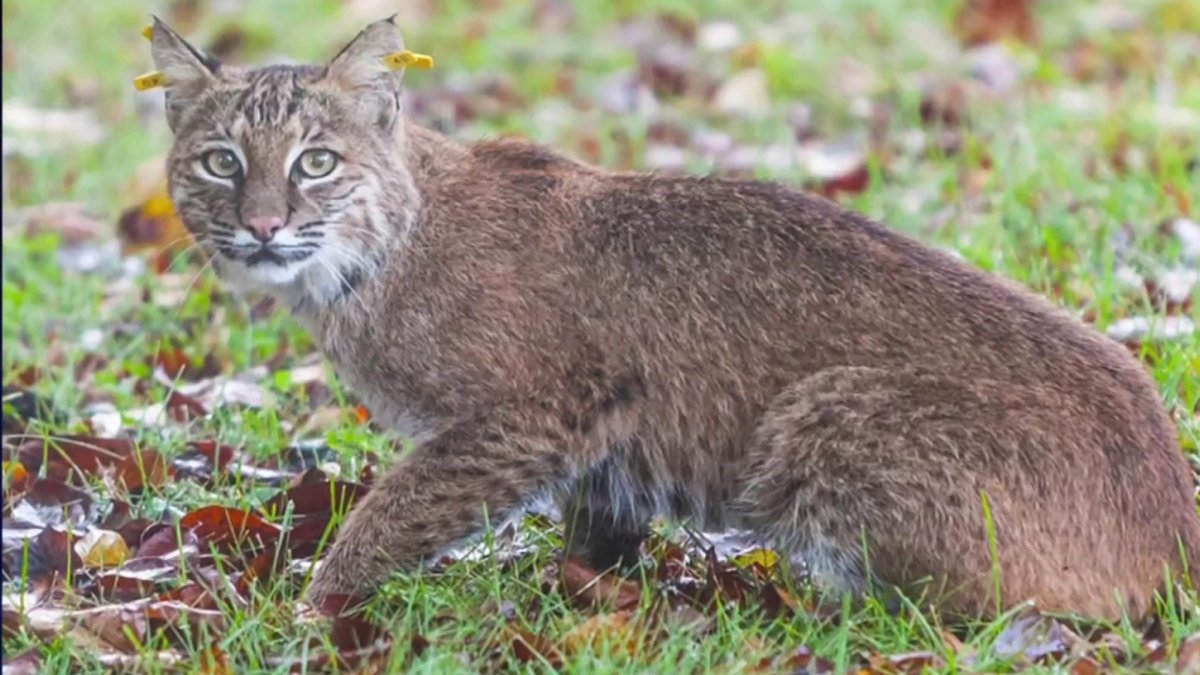 How Rare Are Bobcat Attacks In Connecticut NBC Connecticut how-rare-are-bobcat-attacks-in-connecticut-nbc-connecticut