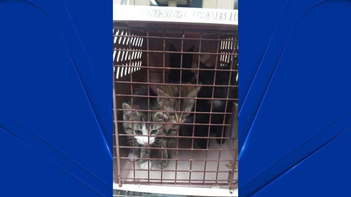 3 Kittens That Were Abandoned in Freezing Temps Have Died – NBC Connecticut