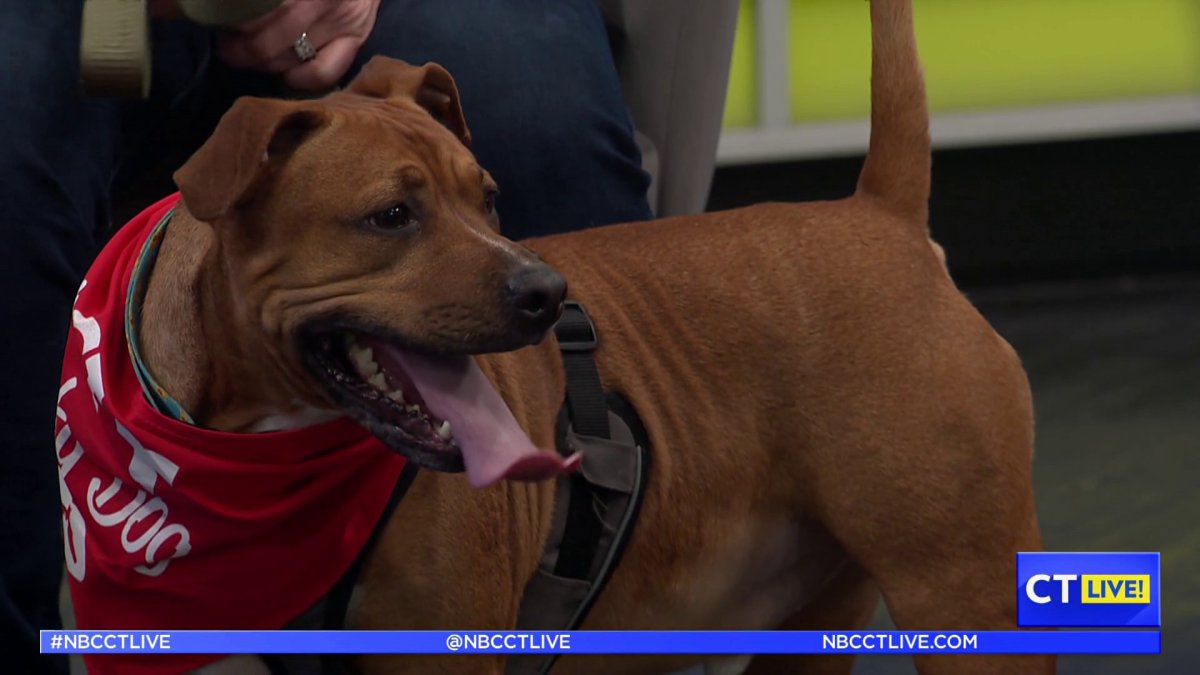 CT LIVE!: Paws to Planes Dog Adoption Event – NBC Connecticut