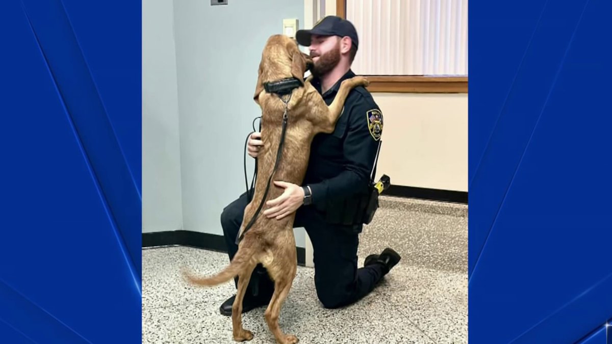 Berlin Police Department Hires New Police K9 – NBC Connecticut