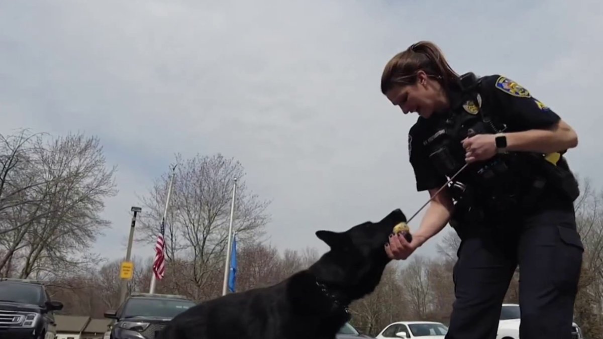 Berlin Police Officer Beats Cancer Twice With K9s by Her Side – NBC ...