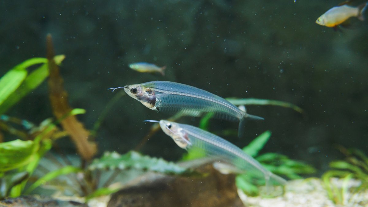 How Does the Ghost Catfish Get Its Rainbow Colors – NBC Connecticut