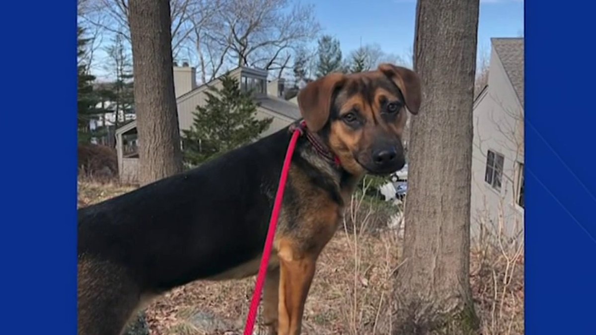 Pet of the Week: Meet Amber – NBC Connecticut