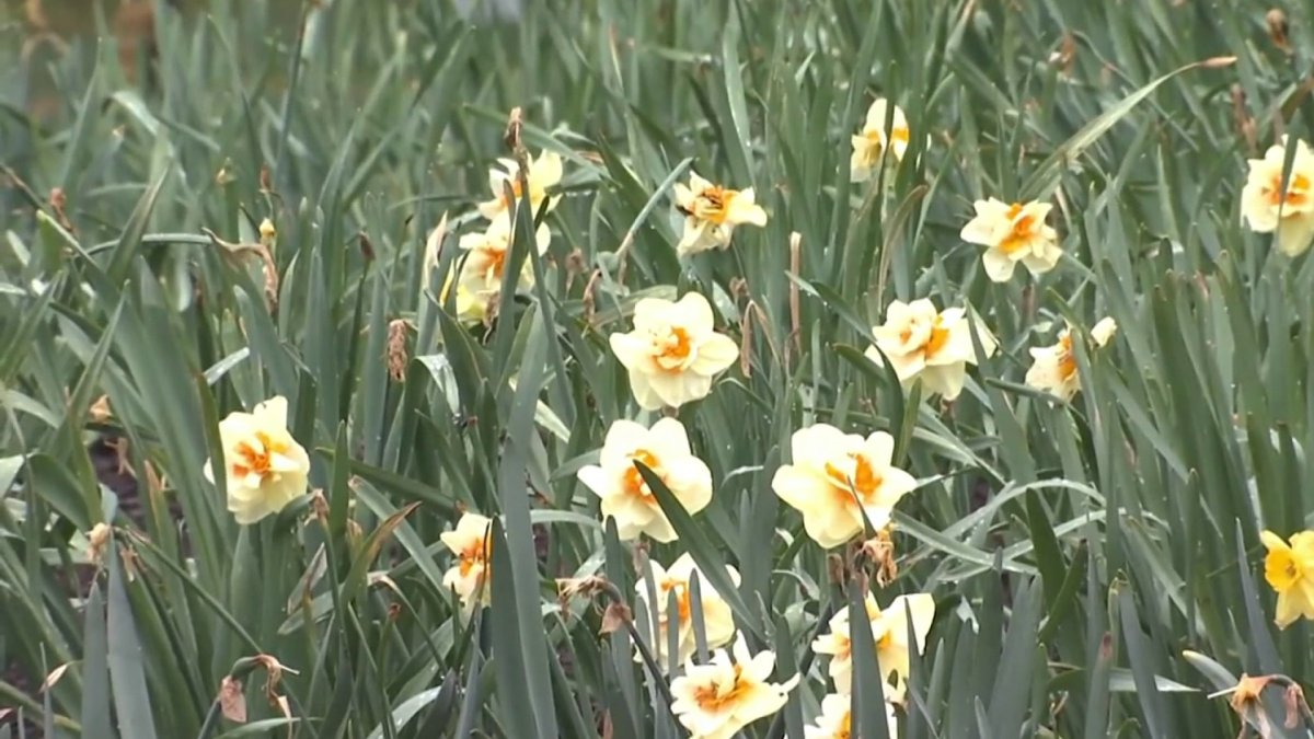 Meriden Daffodil Festival Happening Rain Or Shine – NBC Connecticut Meriden Daffodil Festival Happening Rain Or Shine – NBC Connecticut
