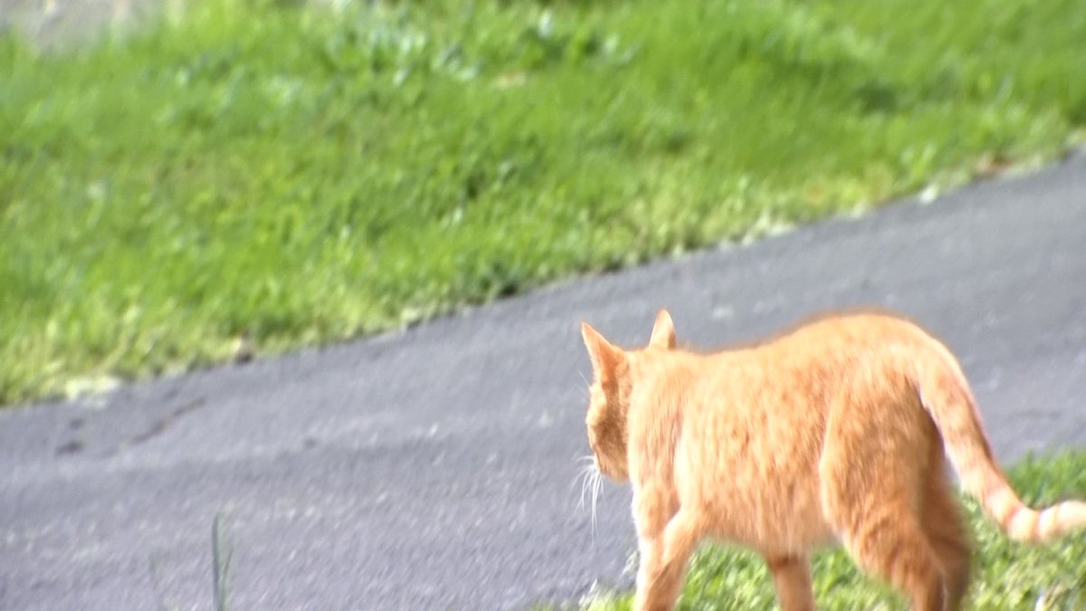 Stray Cats Found With Severed Tails in Hartford – NBC Connecticut