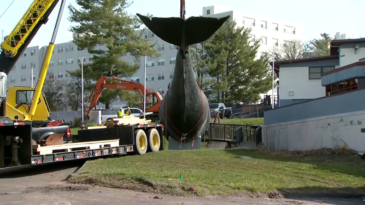 Next Chapter Begins for Conny the Whale – NBC Connecticut