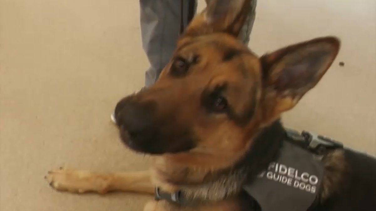 Fidelco Guide Dogs Adjusting to New Norms Driven By the Pandemic – NBC ...