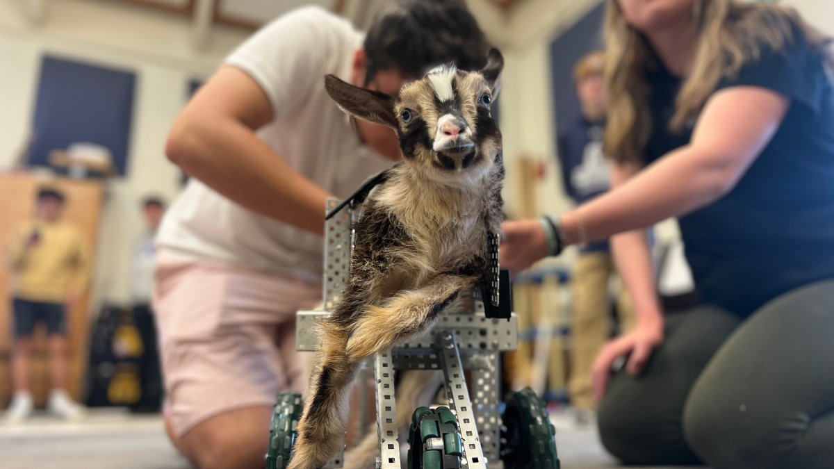 Student-Built ‘Goat Cart’ Helps Baby Goat Walk – NBC Connecticut