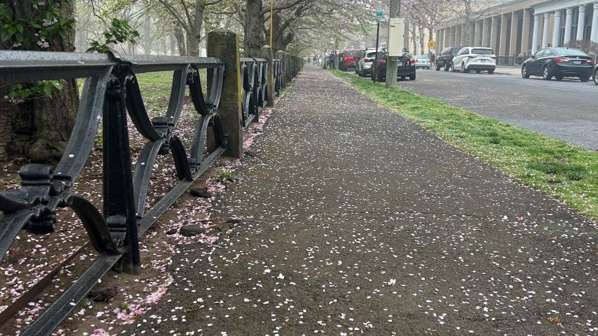 New Haven Rings in Spring With 50th Cherry Blossom Celebration – NBC ...