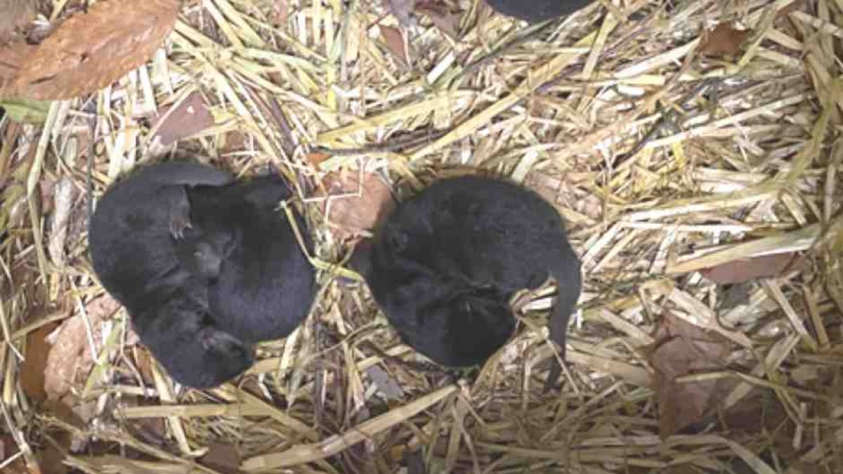 In Otter News: Four Baby Otters Born at Beardsley Zoo – NBC Connecticut