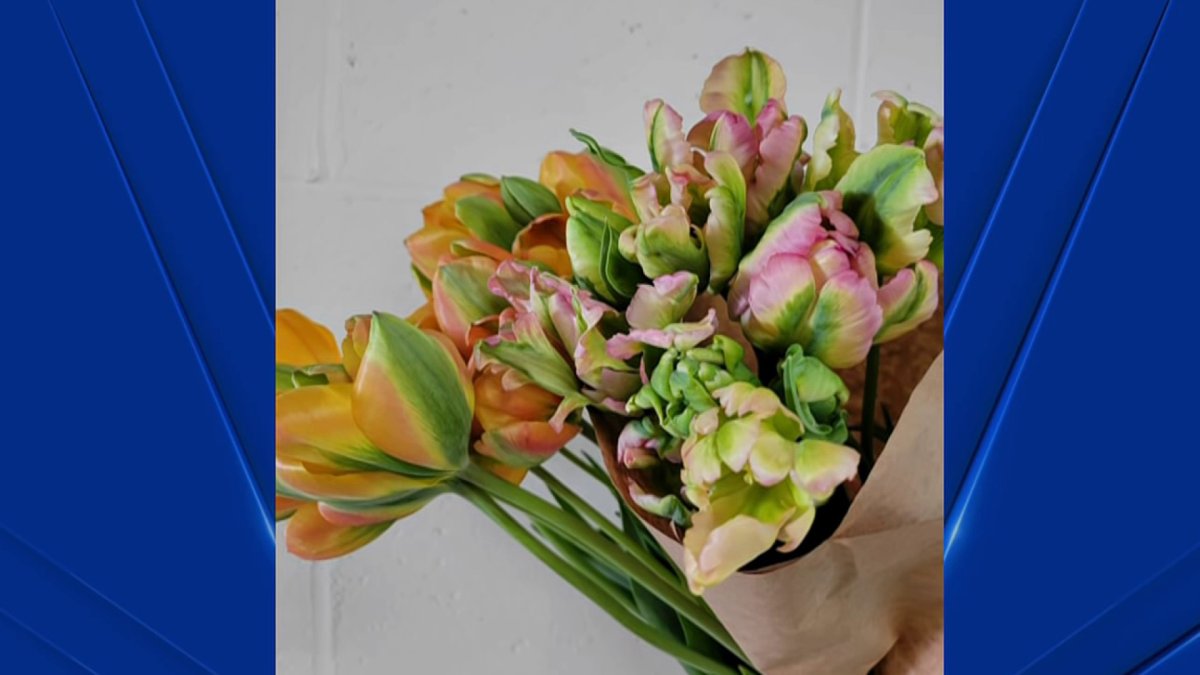 What the Connecticut Flower Collective Is Doing for the State’s Flower ...