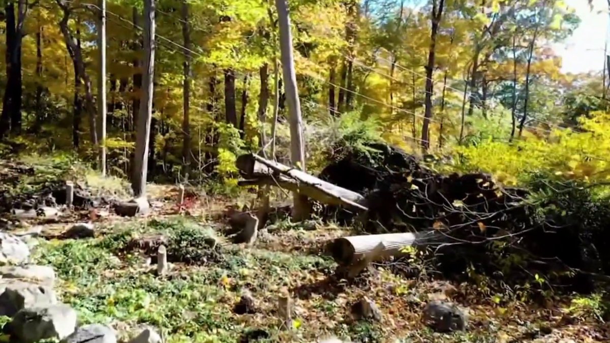 Bill to Provide Funds to Towns to Remove Hazardous Trees Passes House ...