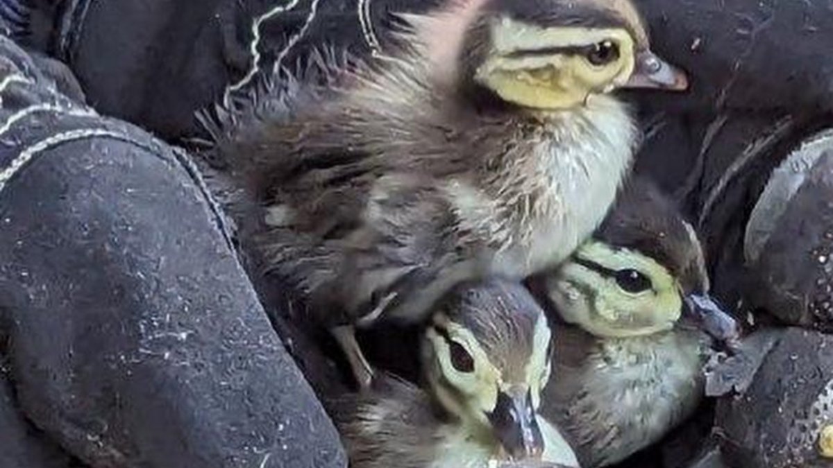 Over a Dozen Ducklings Saved in Separate Rescues After Falling in Storm ...