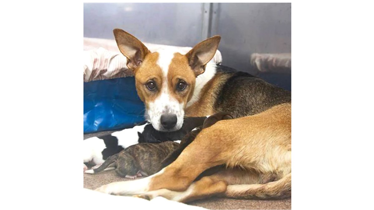 Courageous Dog Gives Birth to 7 Puppies After Surviving Rattlesnake ...