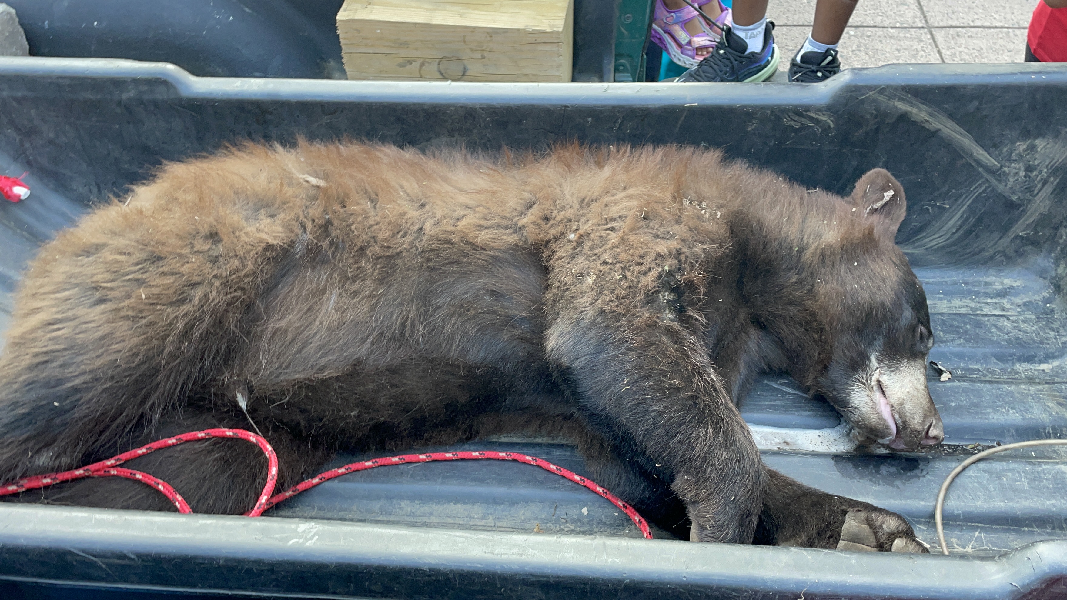 Bear Gets Stuck in Tree for Hours in Hartford – NBC Connecticut