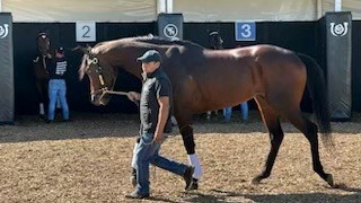 Kentucky Derby Contender Co-Owned by West Hartford Businessman – NBC ...