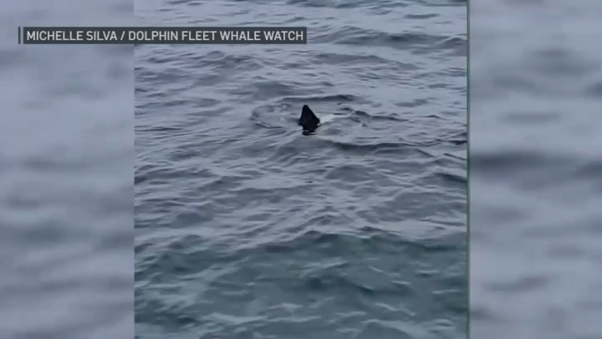 Cape Cod Shark Season 2023: Video of 1st Sighting in MA – NBC Connecticut