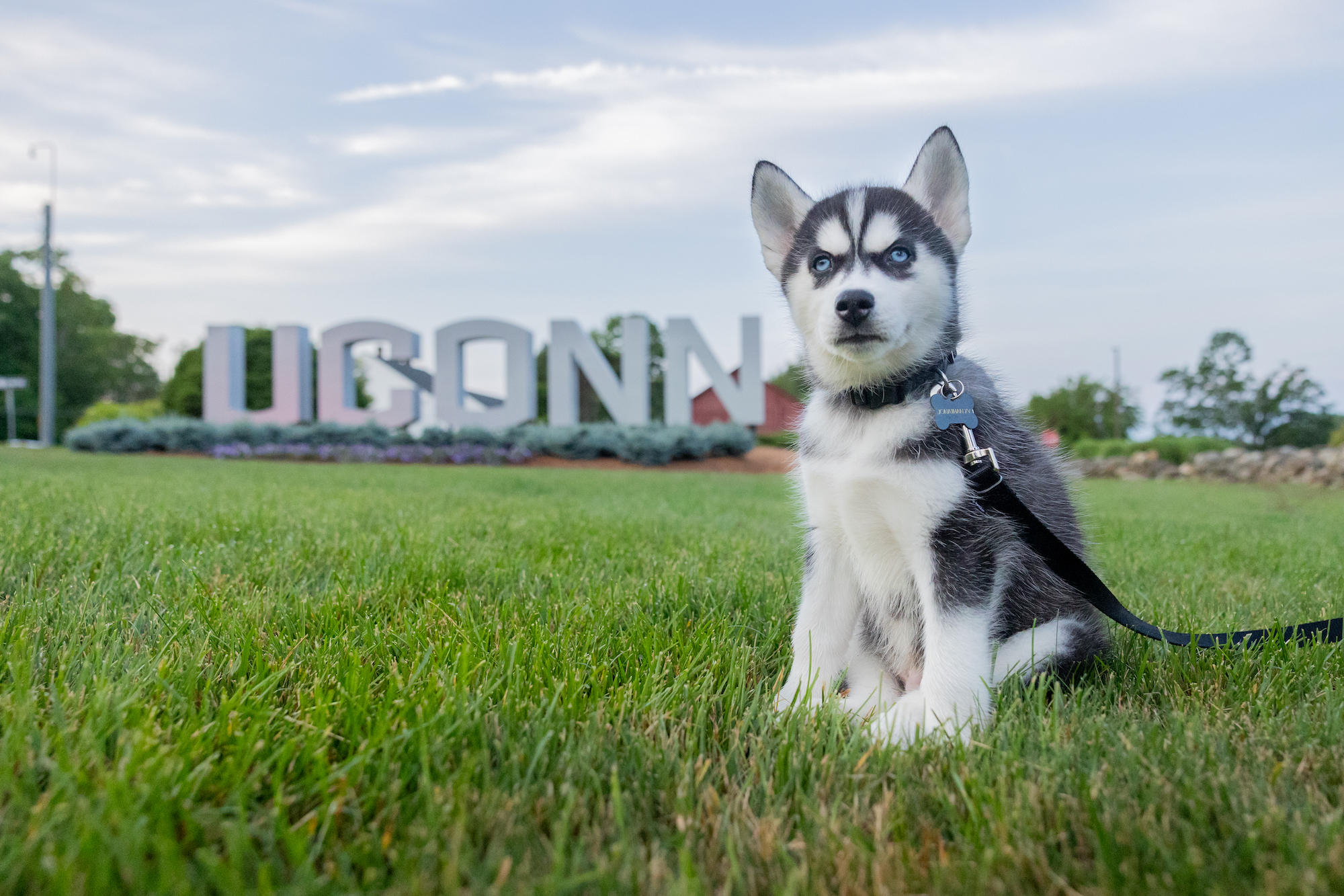 Meet Jonathan XV, the adorable mascot-in-training at UConn – NBC ...