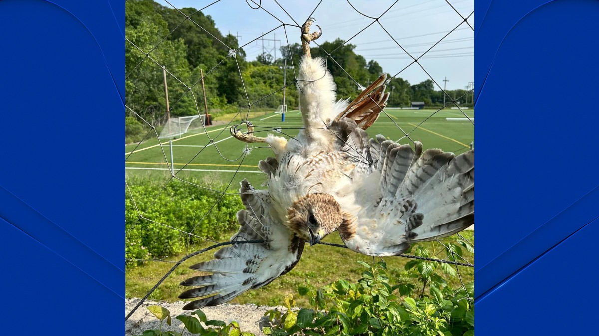 Hawk rescued from net at Sportsplex in North Branford – NBC Connecticut