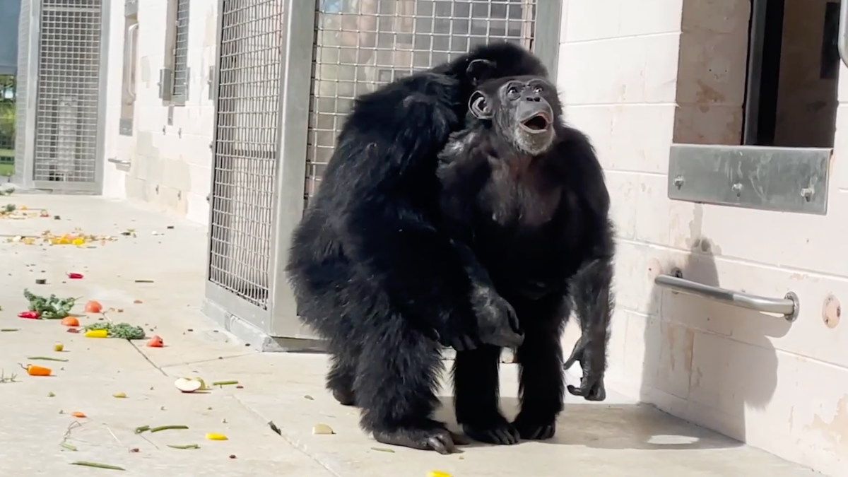 Chimp sees the sky for first time in her life in wholesome video – NBC ...