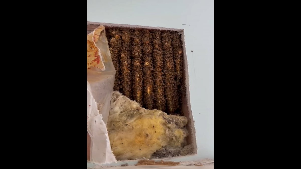 Bees removed from Avon home – NBC Connecticut