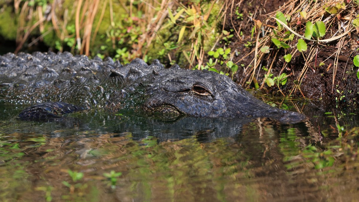 South Carolina woman dies after alligator attack – NBC Connecticut