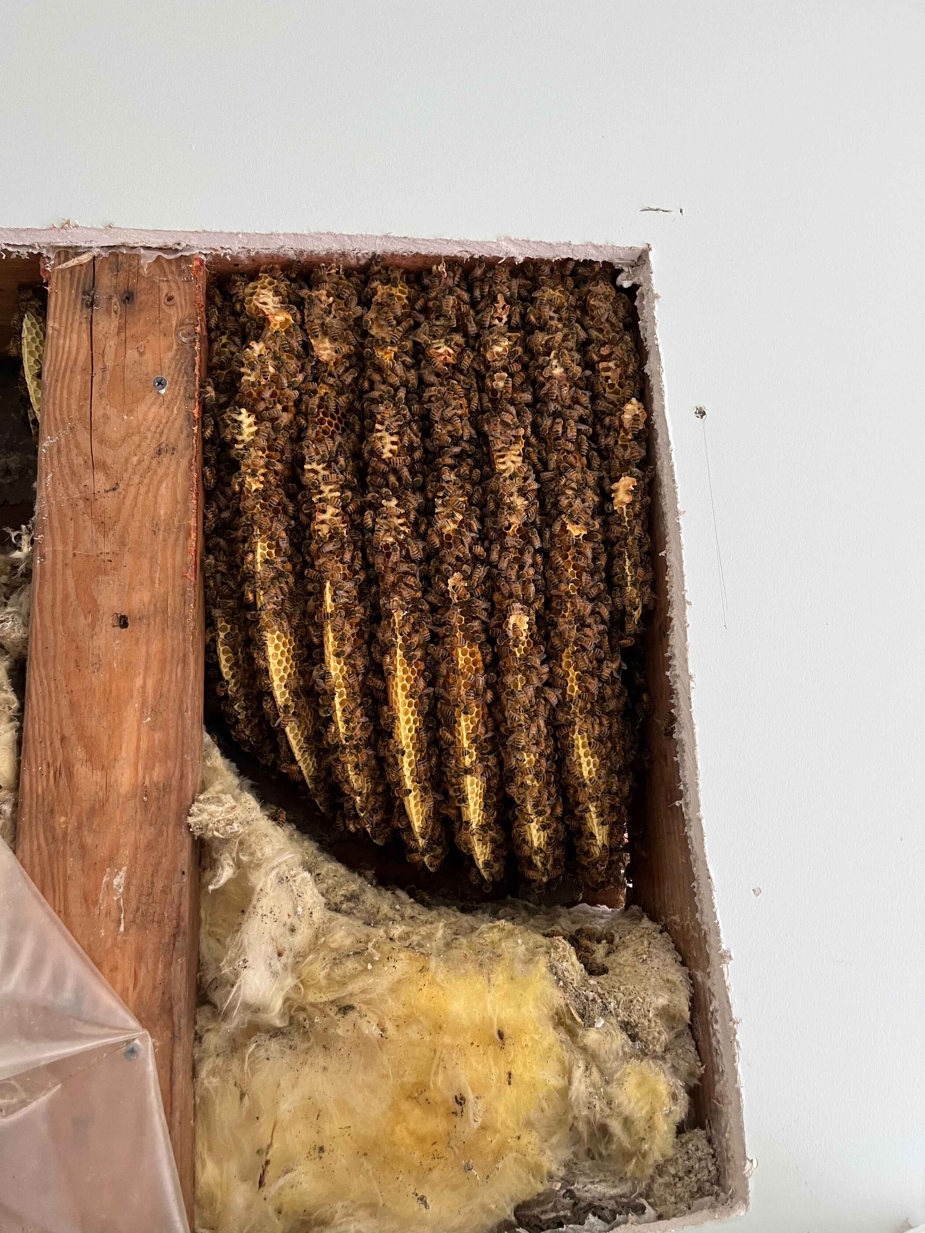Thousands of bees safely relocated after woman discovers hive in her ...