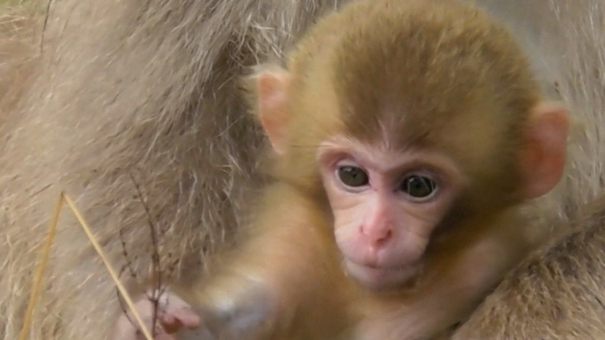 Golden monkey spotted in northern Japan – NBC Connecticut