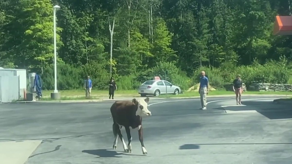 Loose cow captured in Chaplin – NBC Connecticut