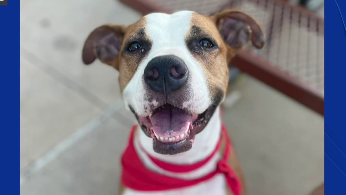 Dog Star Rescue aims to help 90 dogs find homes through adoption – NBC ...