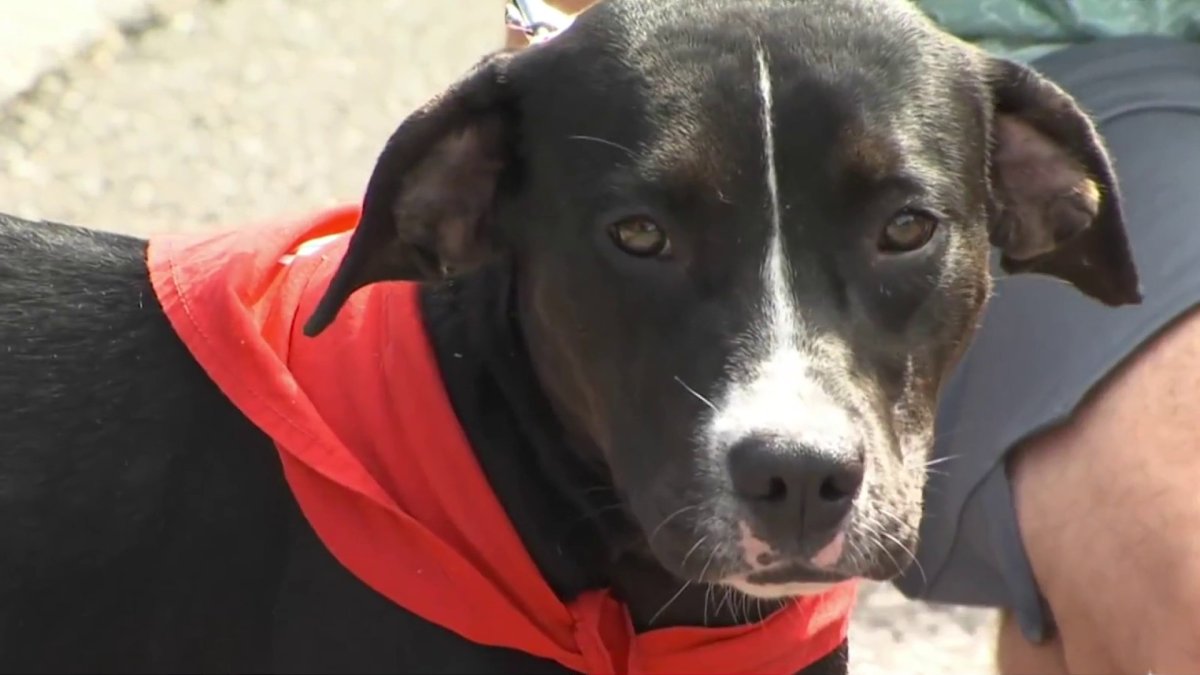 West Hartford adoption event connects dogs to their forever homes – NBC ...