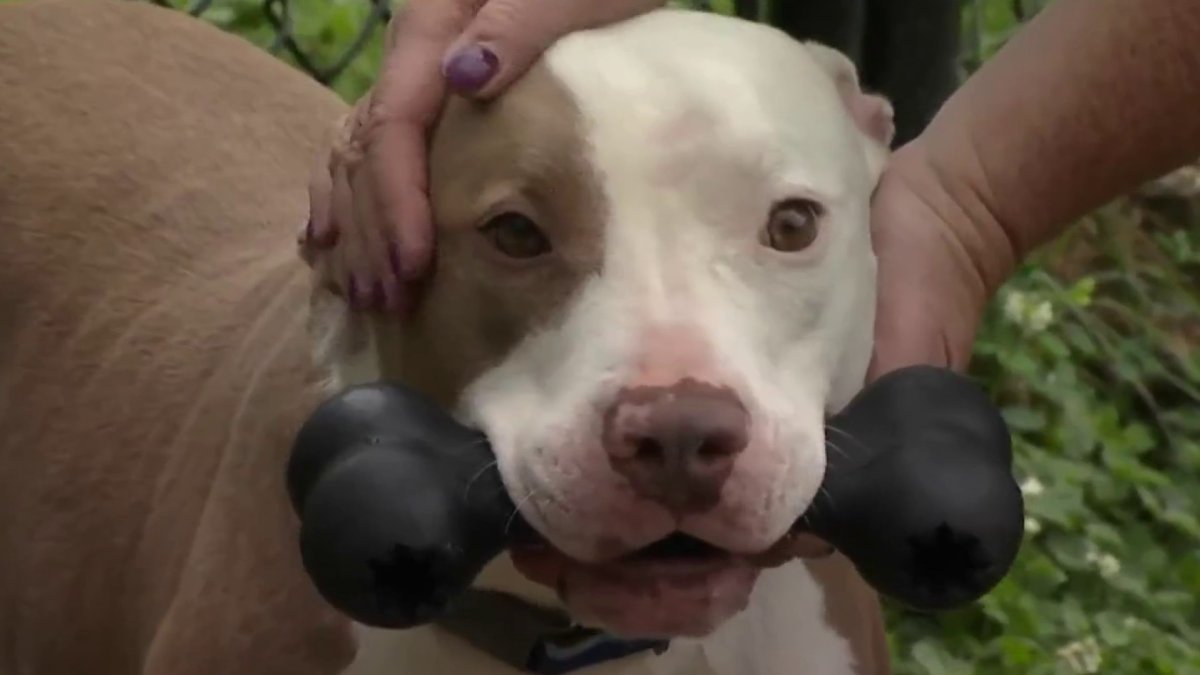 Here are some adoptable dogs at ‘Where the Love Is’ in Hamden – NBC ...