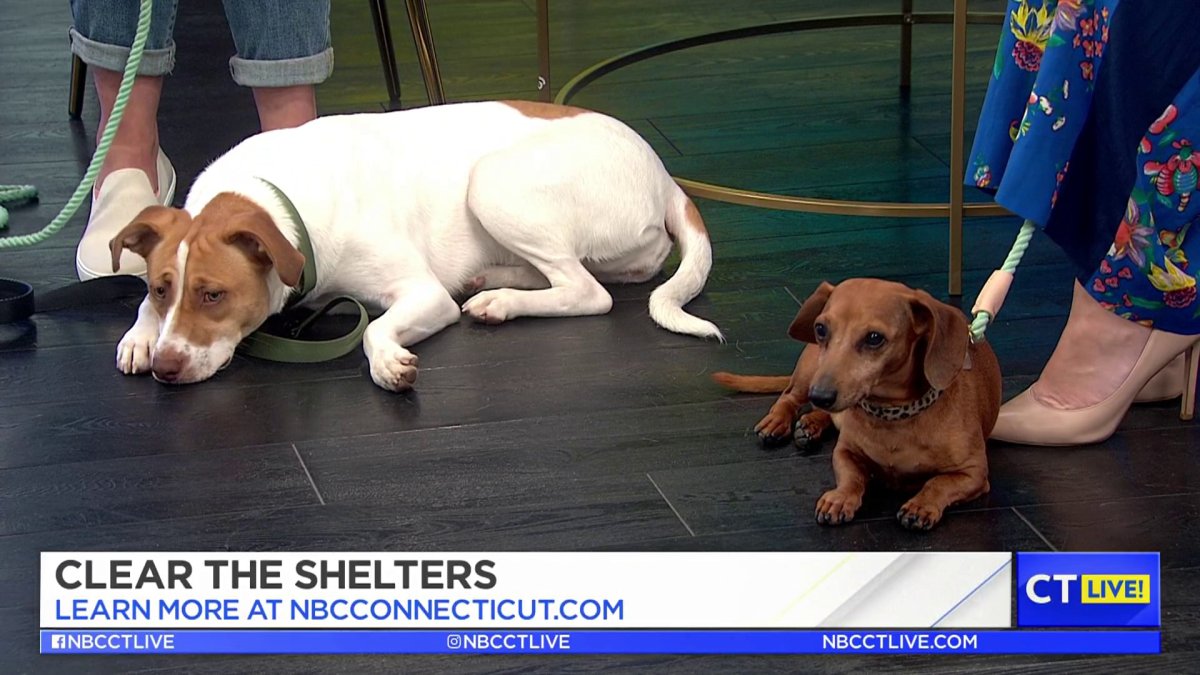 CT LIVE!: “Henry Loves Kiki” on Instagram – NBC Connecticut