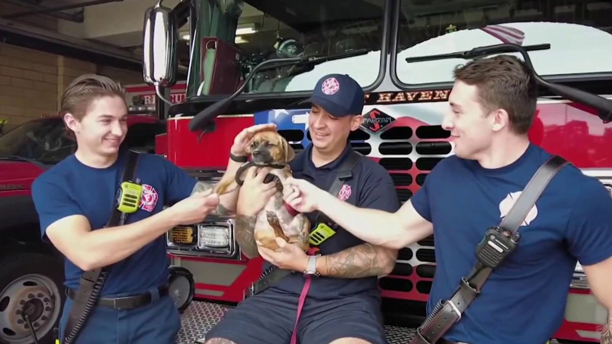 Meet Riggs, East Haven FD’s new support dog – NBC Connecticut
