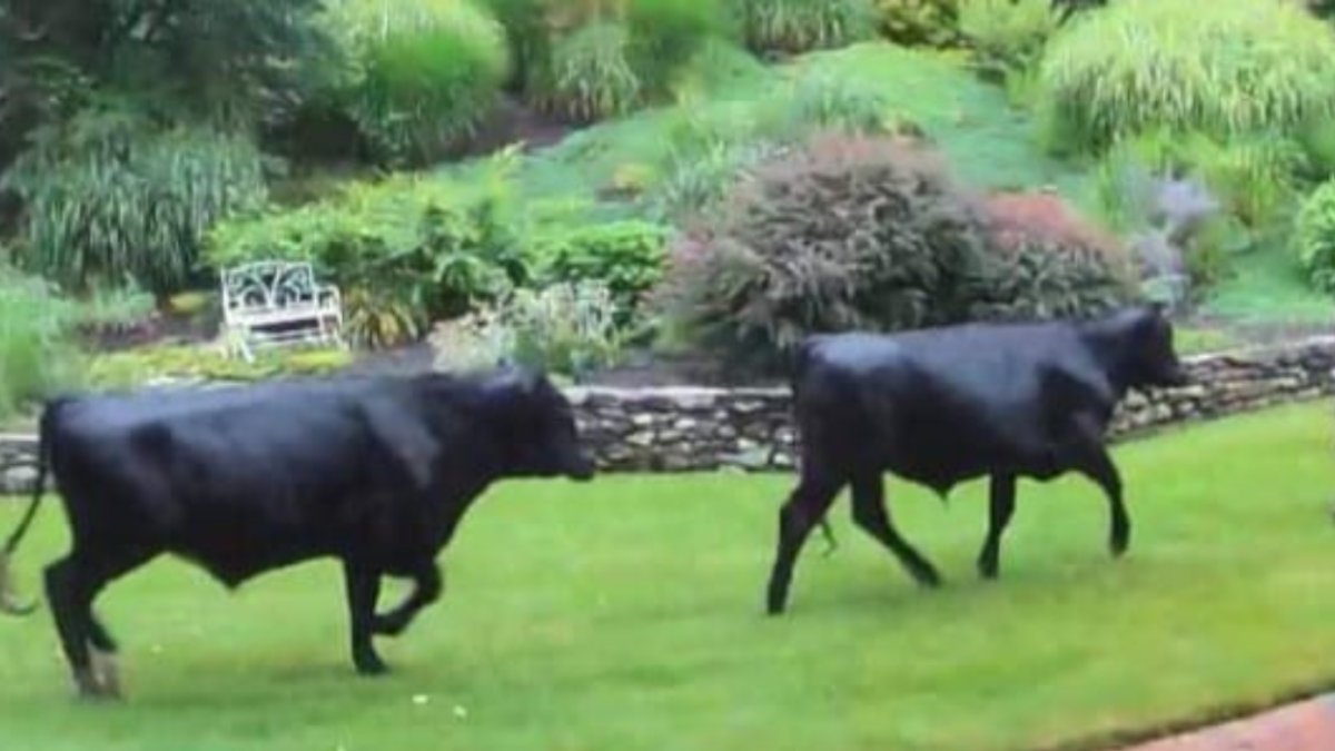Watch: Cattle are on the loose in Burlington – NBC Connecticut