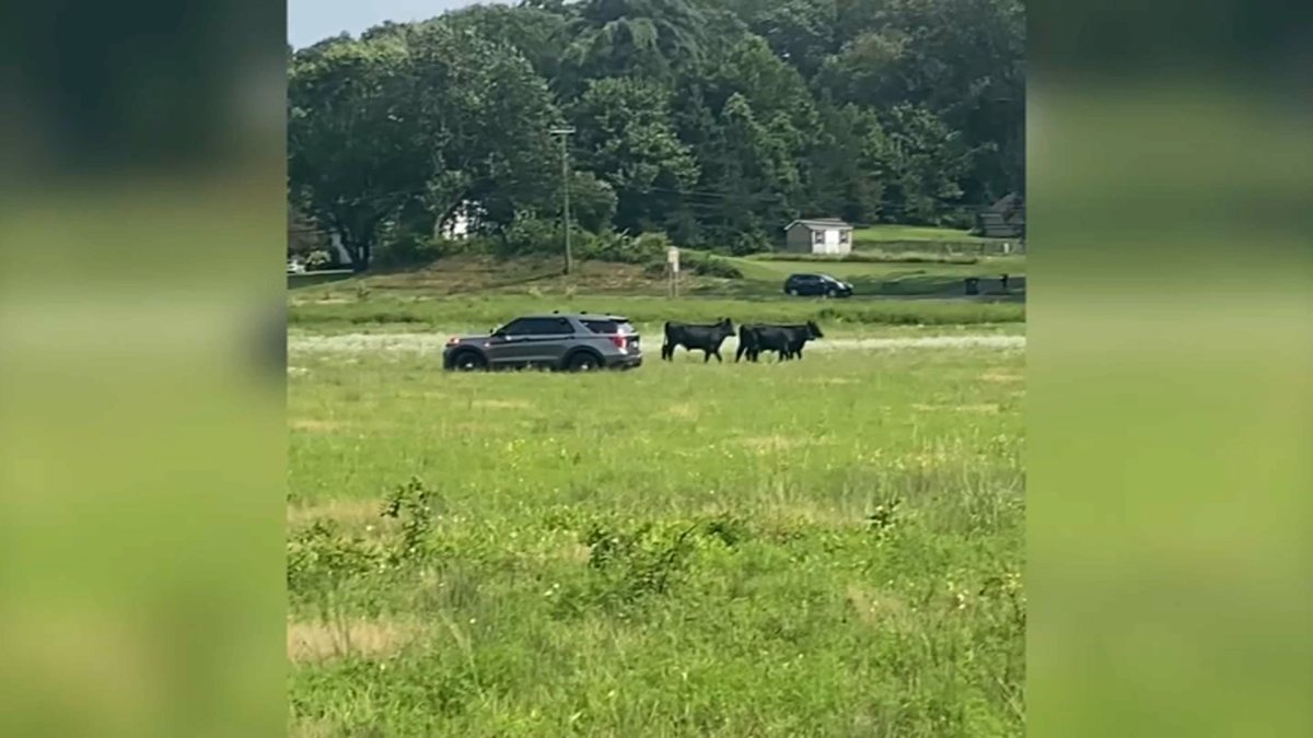 Roaming cattle shot and killed in Burlington – NBC Connecticut