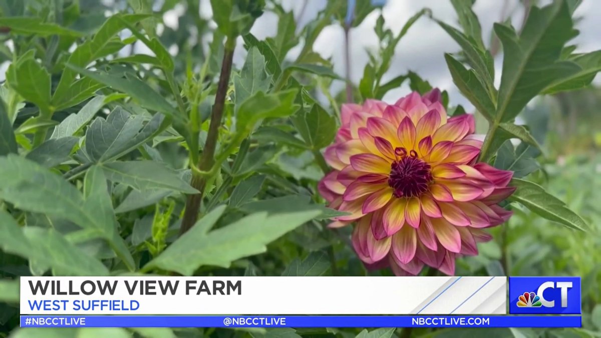 CT LIVE!: Build Your Own Bouquet at Willow View Farm – NBC Connecticut
