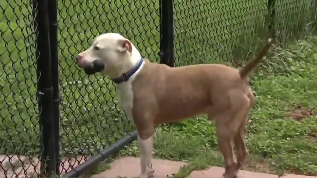 Dog finds forever home after 3 years at Hamden shelter – NBC Connecticut