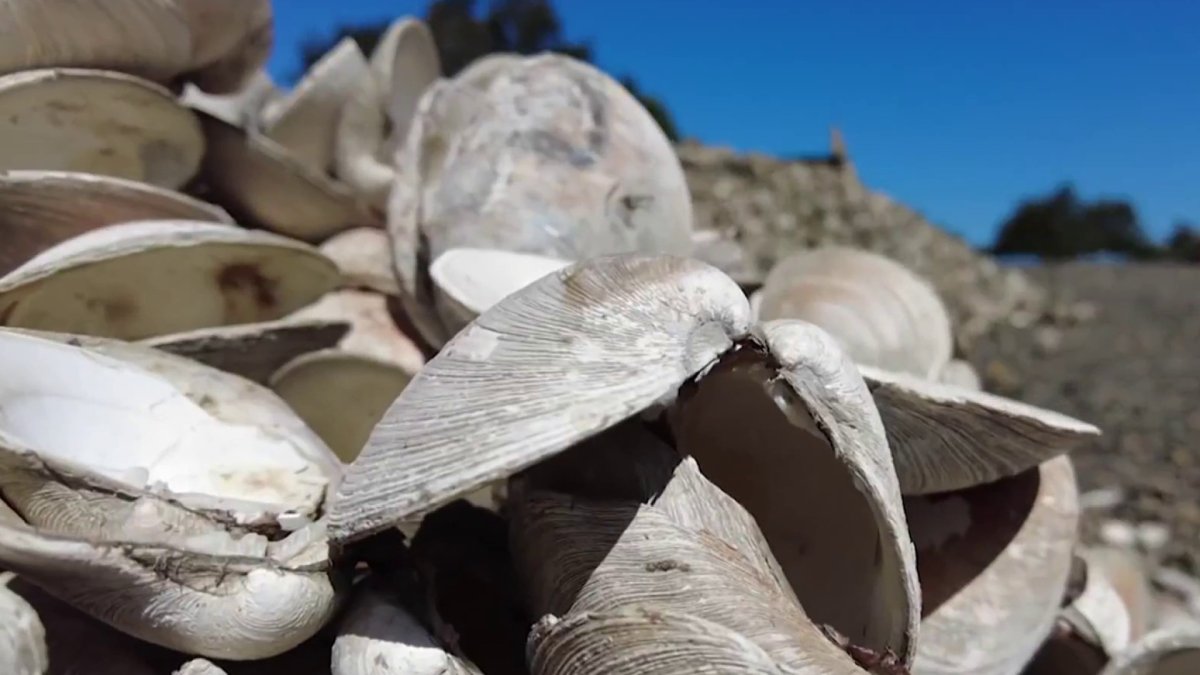 Program returning discarded restaurant oyster and clam shells back to ...