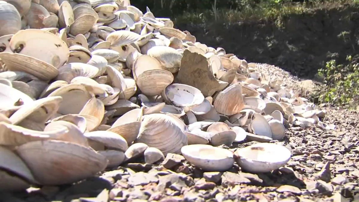 CT nonprofit recycles oyster shells that are otherwise going to waste ...