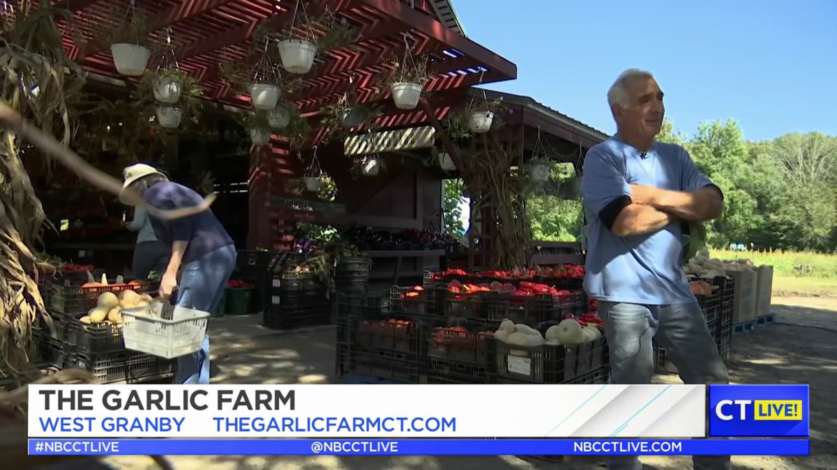 CT LIVE!: The Garlic Farm – NBC Connecticut