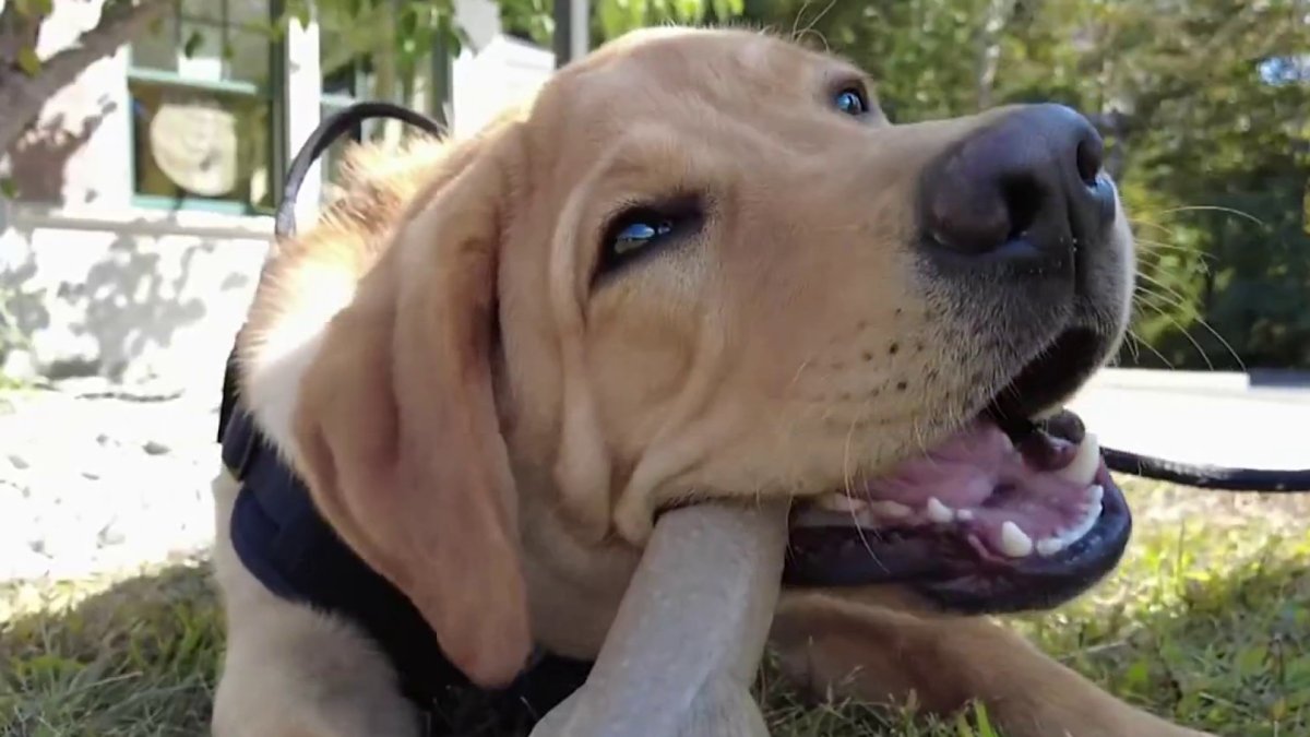 Meet the Canton Police Department’s newest community service dog – NBC ...