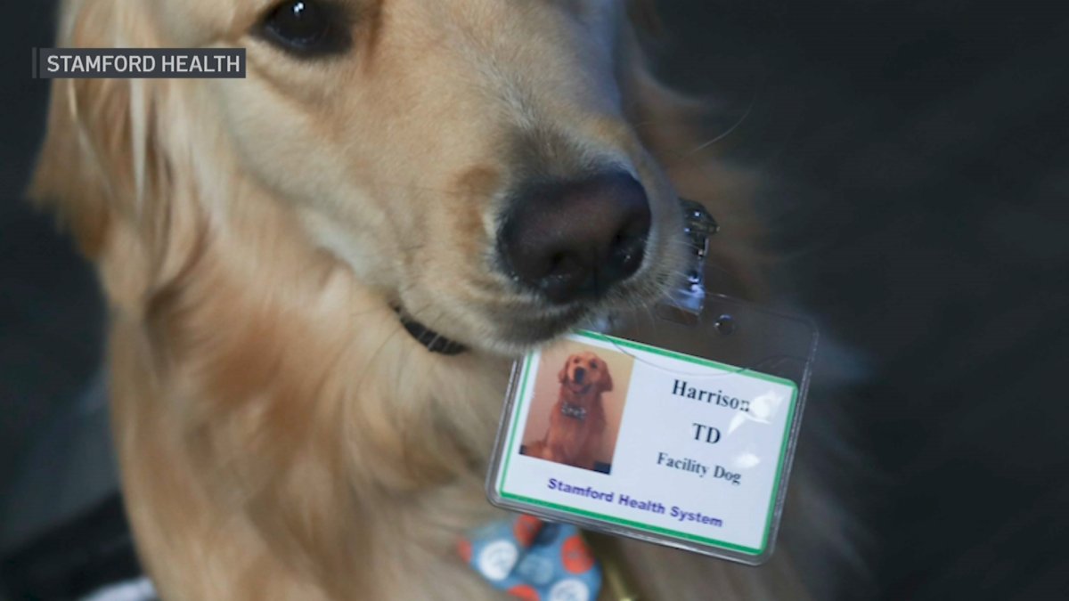 Stamford Health gets first-ever therapy dog – NBC Connecticut
