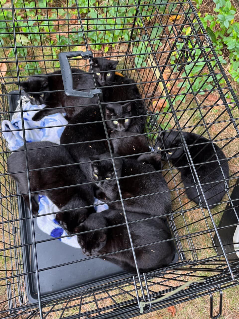 15 cats found abandoned in Stratford – NBC Connecticut