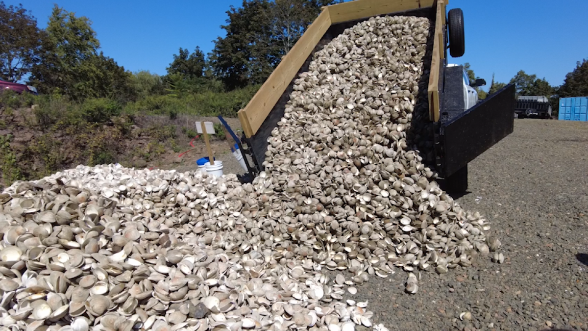 This CT nonprofit is recycling oyster shells that are otherwise going ...