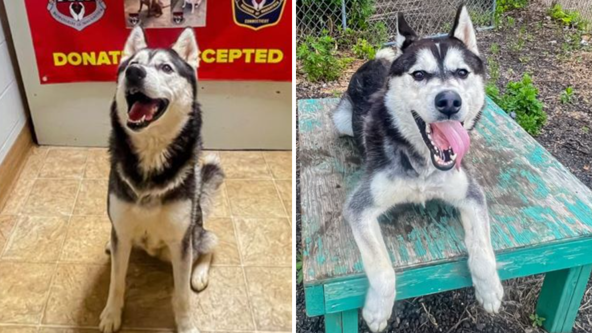Naugatuck police arrest owner of Husky found with chain in his neck ...